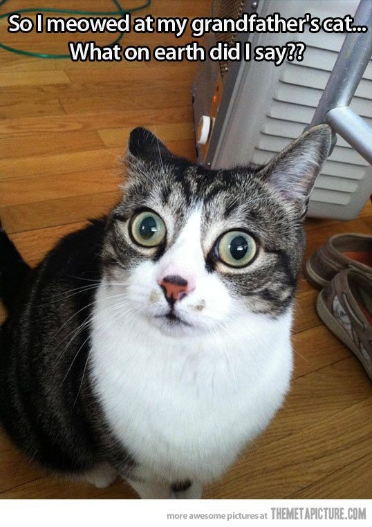 Random 18 Cat Memes That'll Throw Some Dumb Comedy Into Your Life