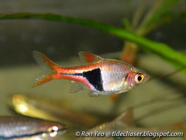tHE tiDE cHAsER: Freshwater Ray-finned Fishes of Singapore