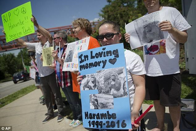 'In loving memory, Harambe 1999-2016' People gather to pay tribute to ...