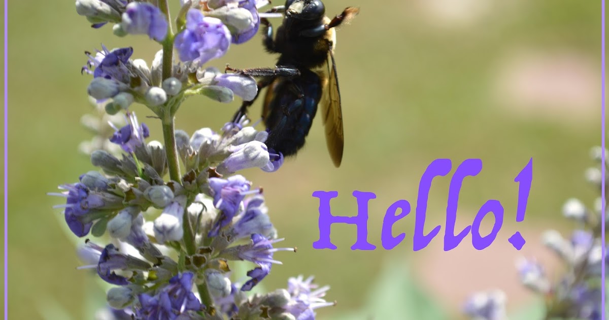 HOw To A BEE HELLO