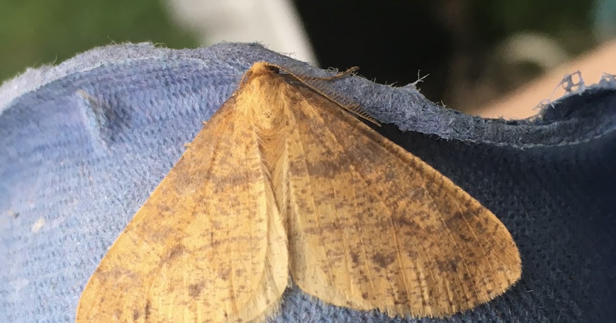 Martin's Moths: Scarcely scarce