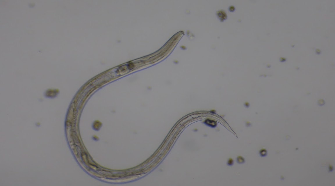 Amateur Microbiology