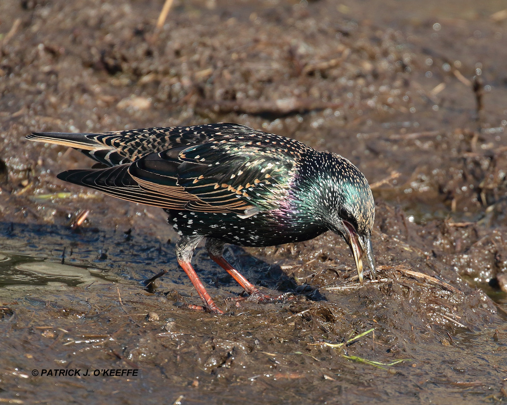 Raw Birds: EUROPEAN STARLING or COMMON STARLING (Sturnus vulgaris ...