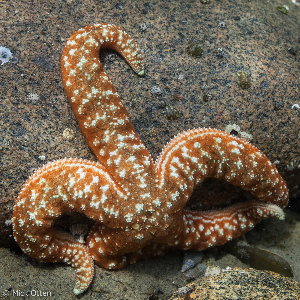 Mick's marine biology: Sea stars of Vancouver Island - part 3