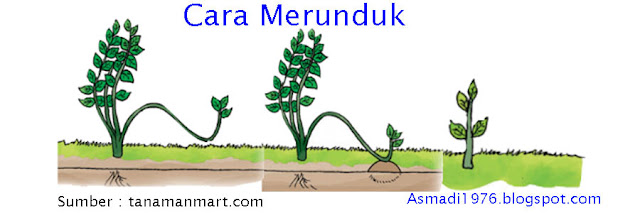 Reproduksi Vegetatif Tumbuhan Angiospermae Pojok Ipa