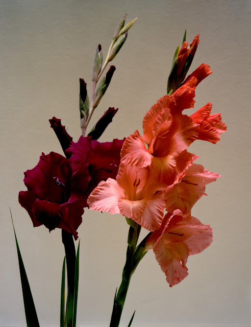 Large Format Flowers