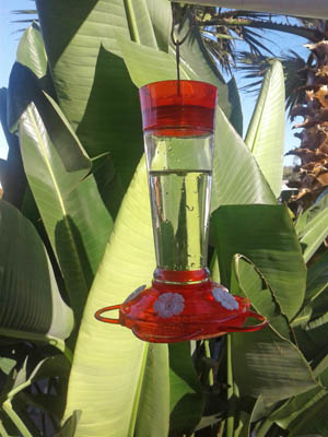 Get More Hummingbirds With Multiple Hummingbird Feeders!