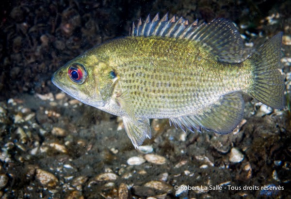 FUNKY-FISHING: Le Crapet de roche