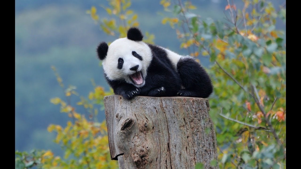 ANIMALS TIME : Panda (Gallery 6)