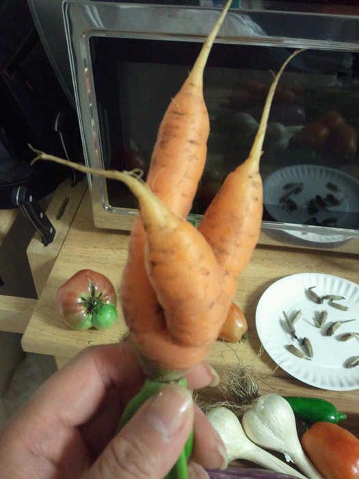gardening in the boroughs of nyc: Real Funky Carrots
