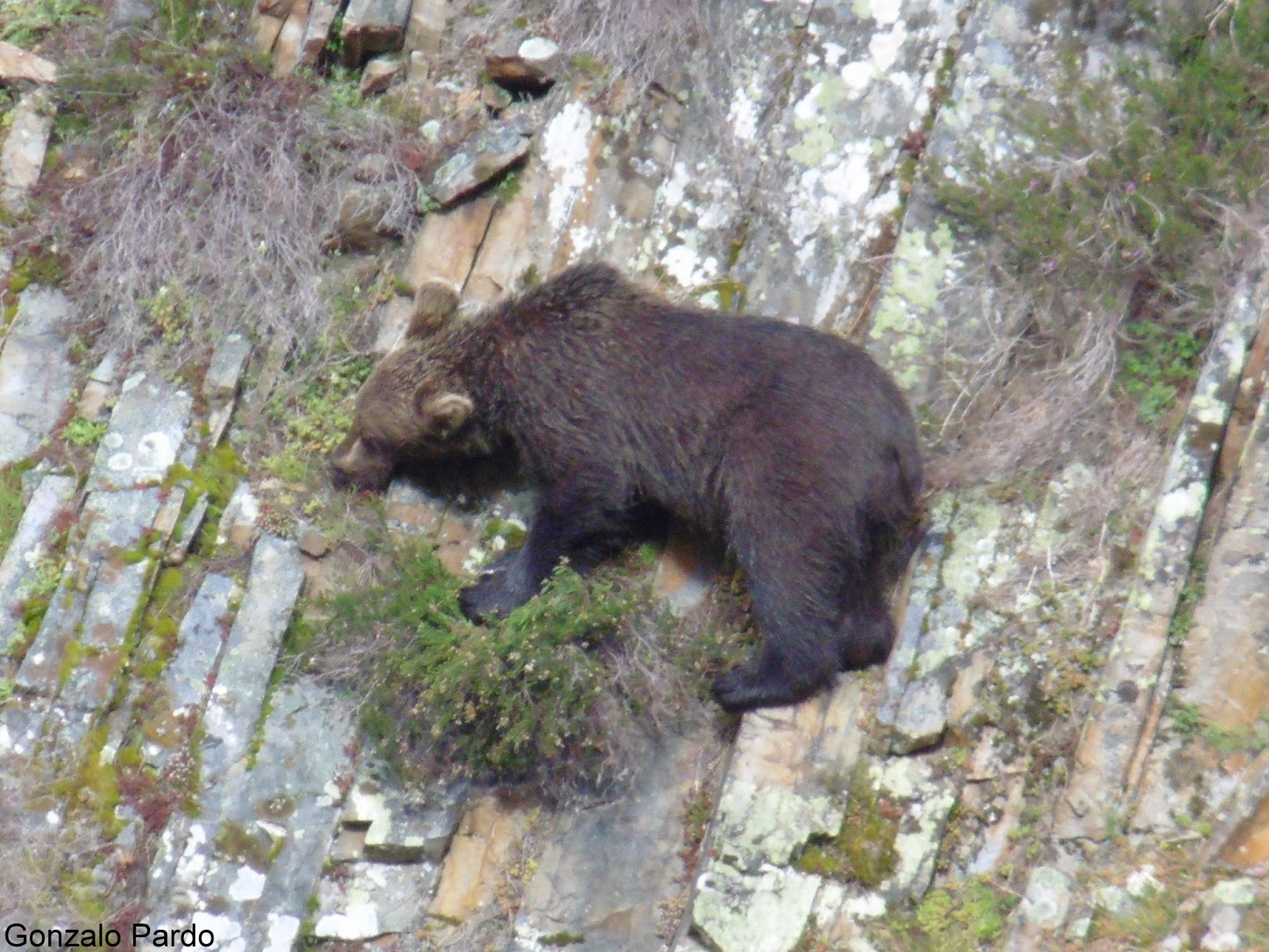 El ornitólogo de once años: De osos por Muniellos y Somiedo