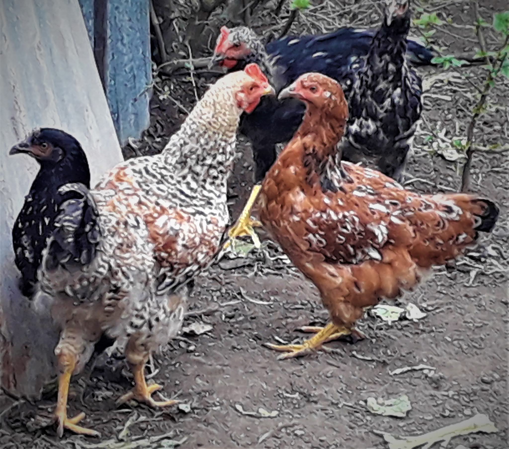 eMalangeni Forest: Indlubu an indigenous ground bean eMalangeni Forest
