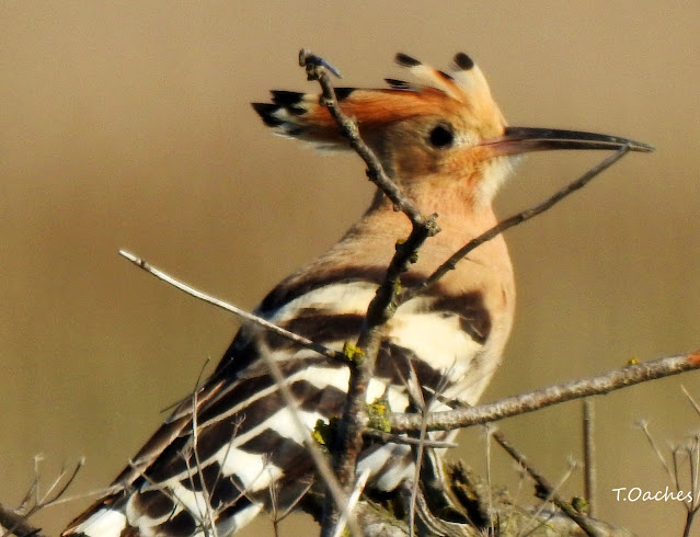 PASARI DIN ROMANIA: PUPAZA, Upupa epops