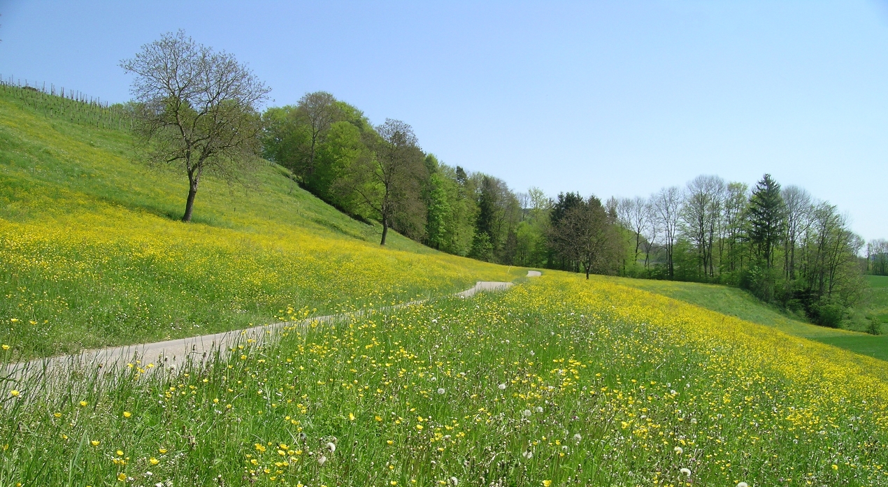 Gambar Spring Meadow Desktop ~ Wallpaperoi