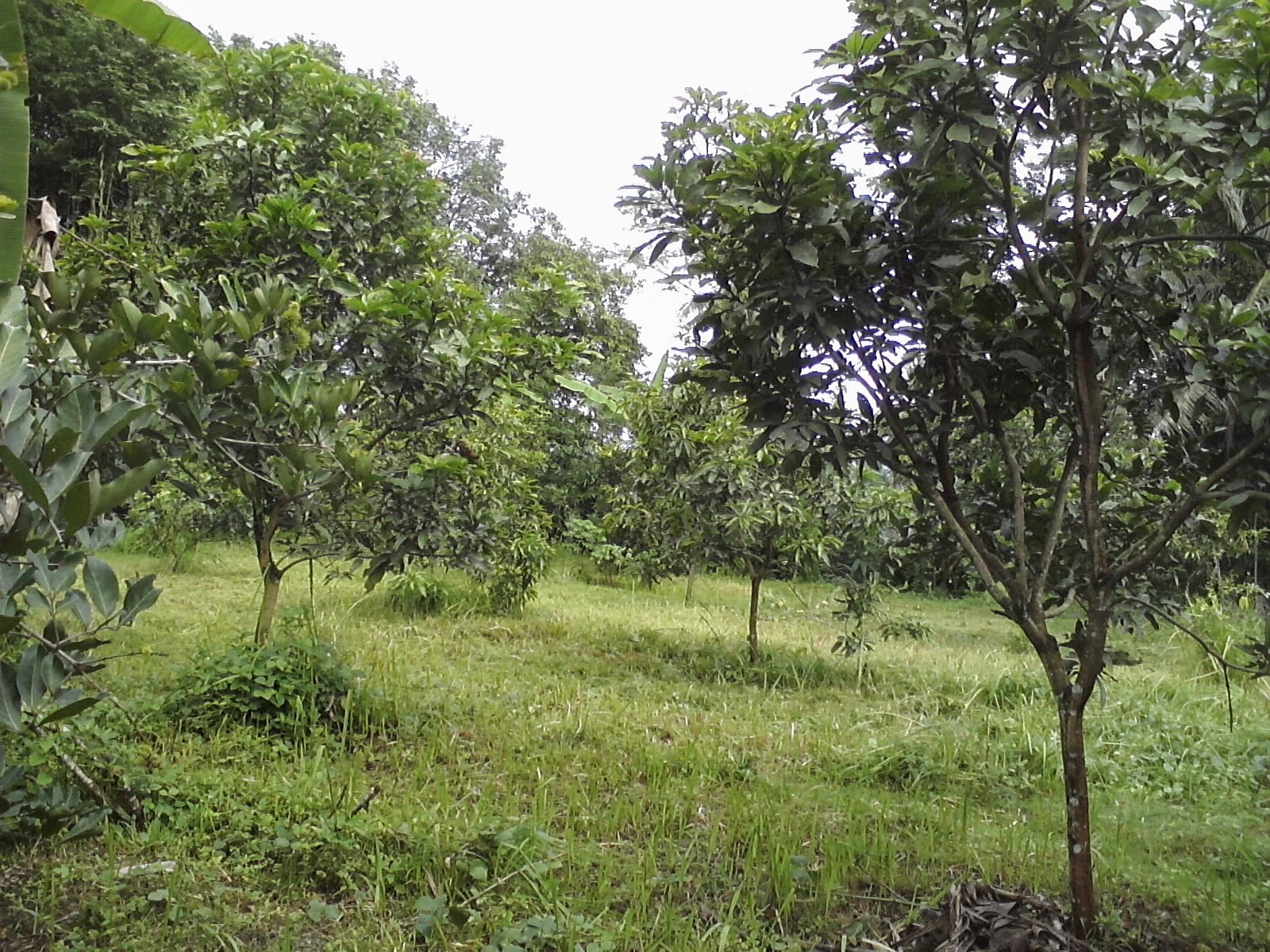 Hama Penggerek Batang Pohon Mangga Pertanian