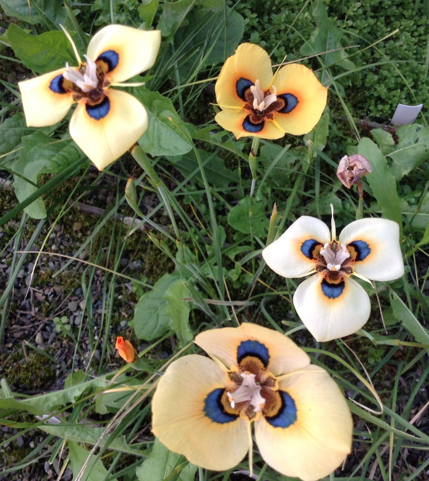 Growing Cool Plants: 2017