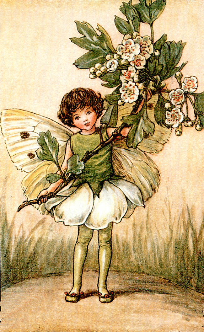 it's okei!: Flower Fairies of Spring (Cicely Mary Barker)