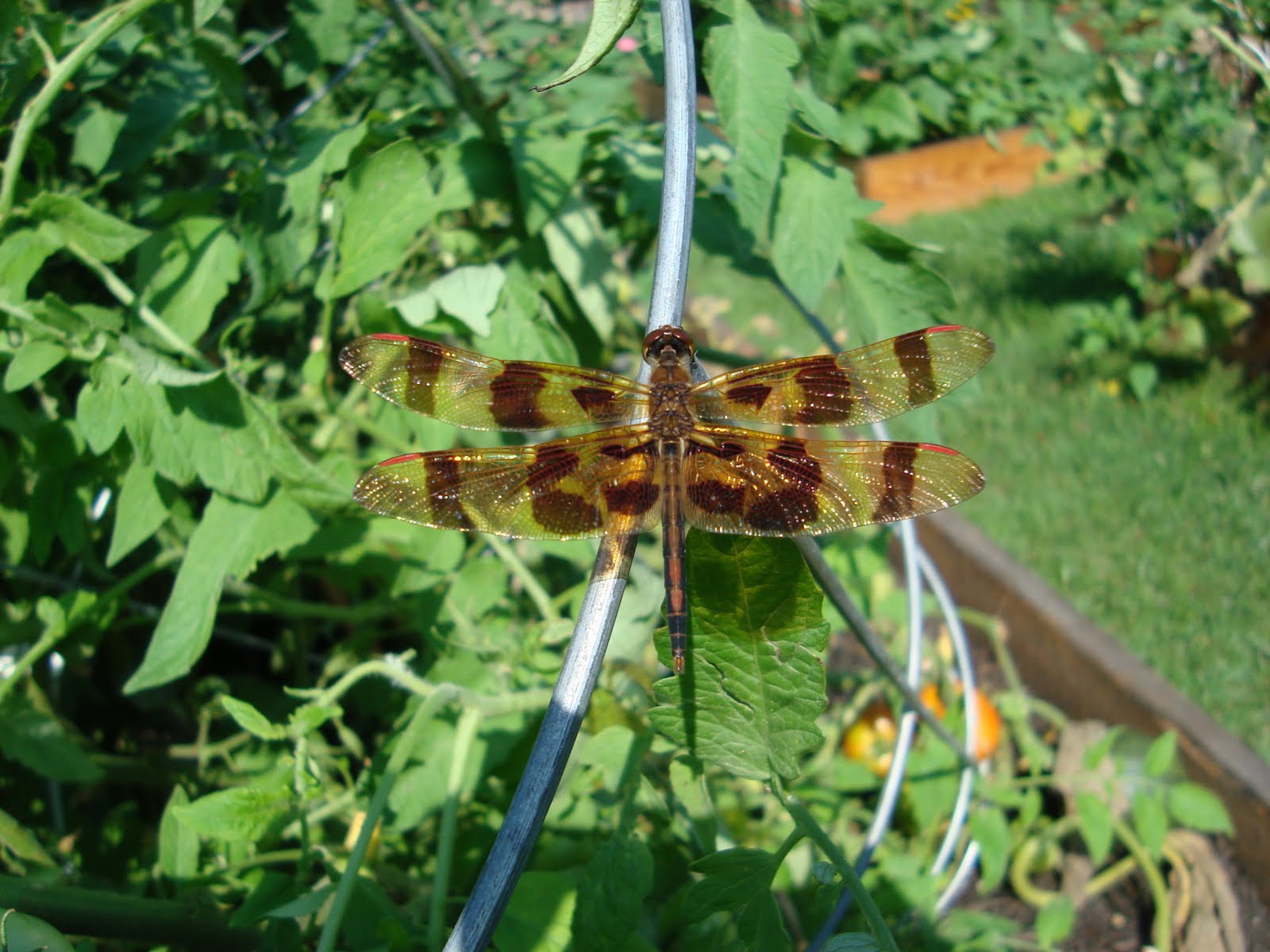 glimpses of glory: A few of my favorite things - August