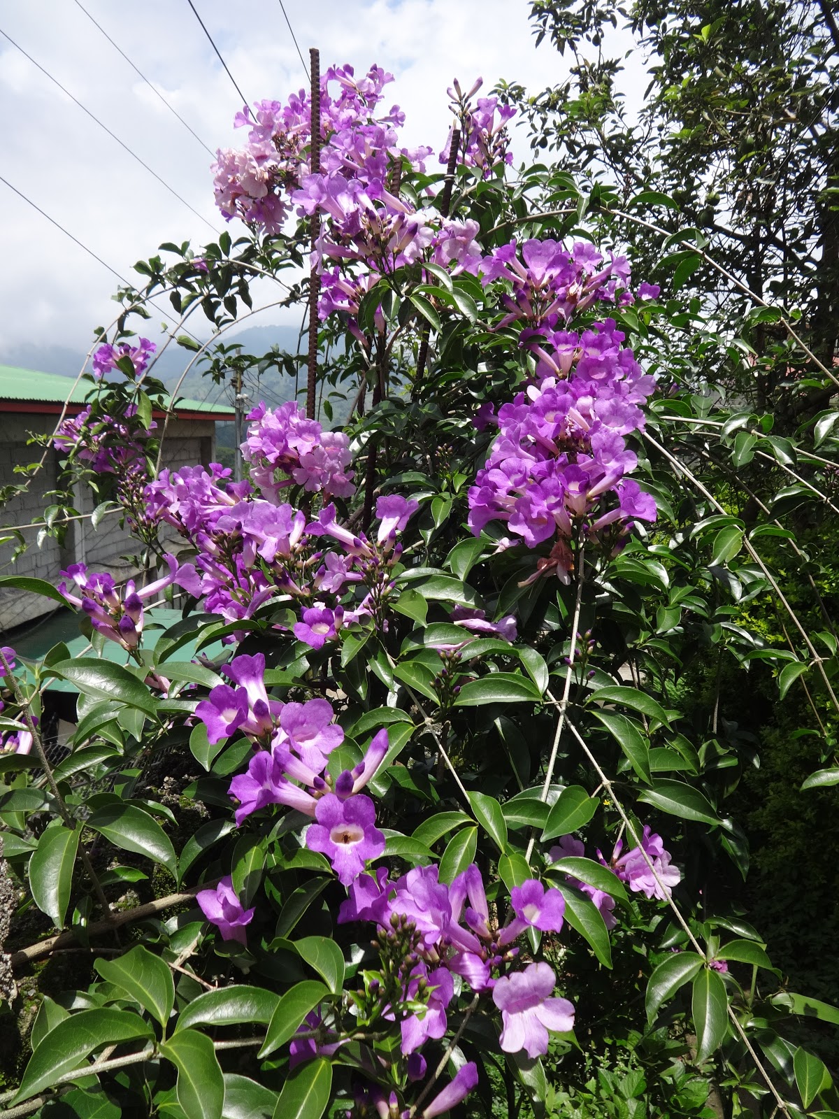 Herbs from Distant Lands: Garlic Vine, Ajos Sacha - Mansoa alliacea ...