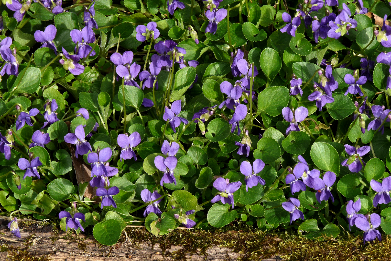 Violeta Perfumada OU Violeta Selvagem / Viola odorata