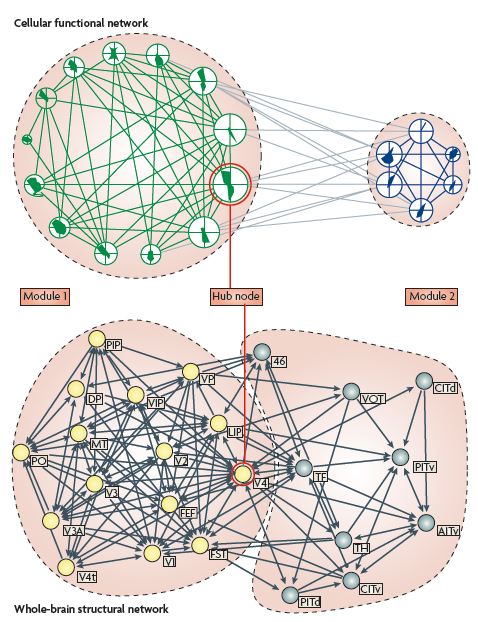 Six Degrees - CNT 2013 at CSE, IITKgp: Complex brain networks