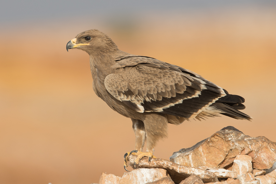 Birds of Saudi Arabia: Steppe Eagles – Ushaiqer