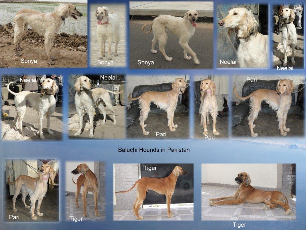 Stephen Bodio's Querencia: Baluchi Hounds