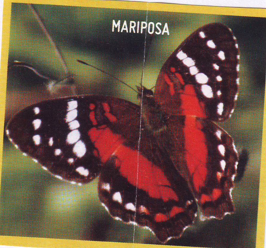 INFANTIL de GRACIA: LOS INSECTOS