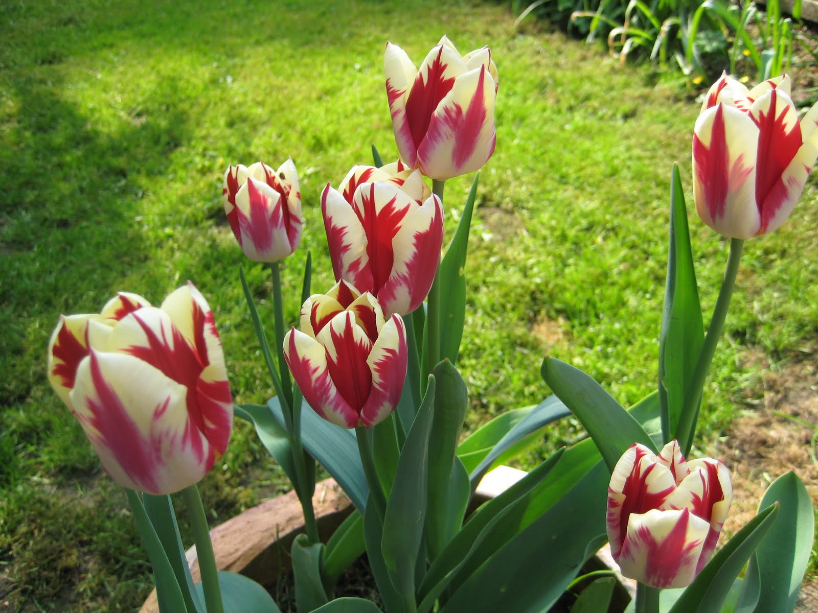 emma's sage green: Raspberry ripple tulips
