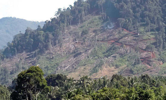 KERUSAKAN HUTAN: APA SAJA PENYEBAB KERUSAKAN HUTAN