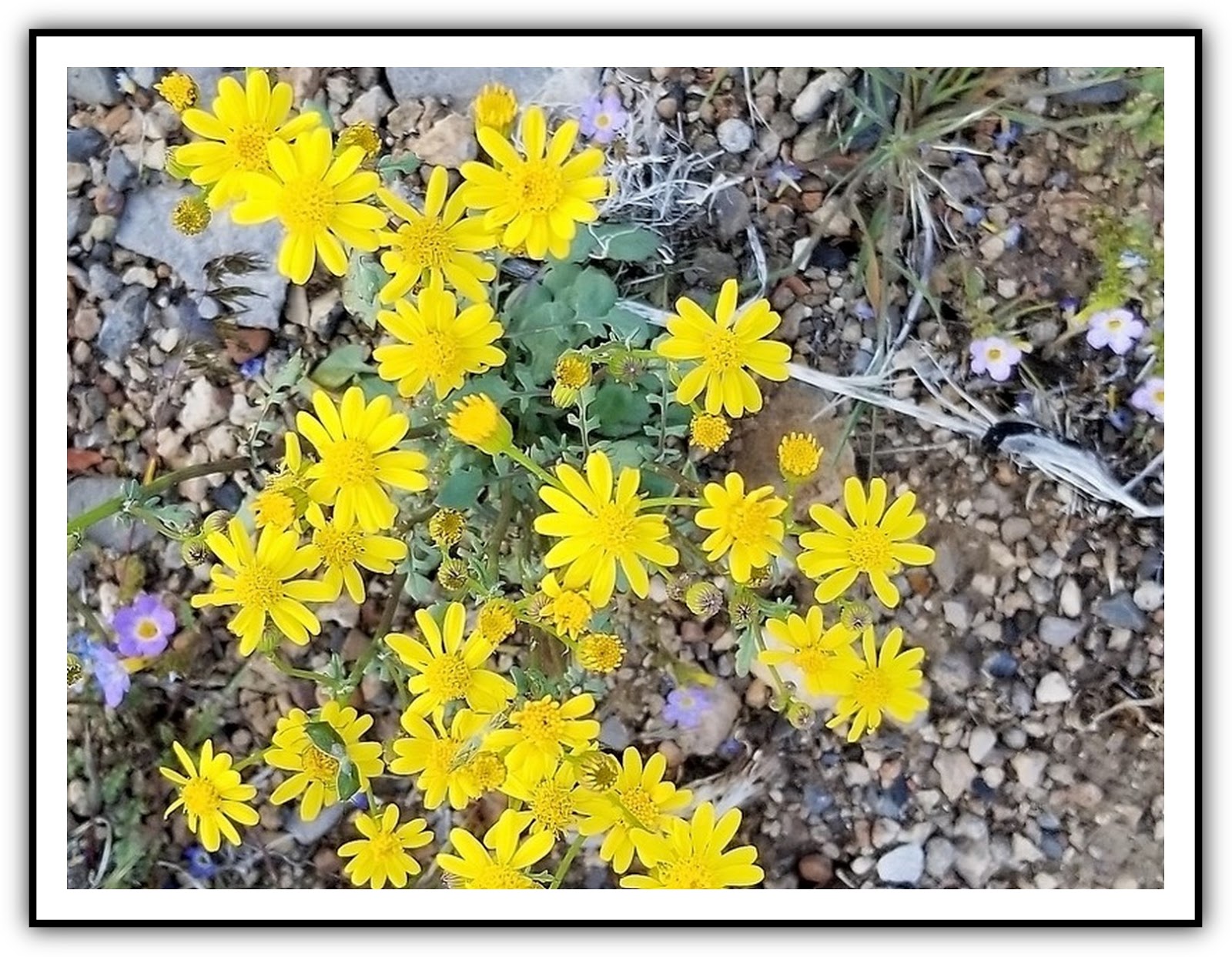 Ken's Photo Gallery: Kyle Canyon Slots - Summary Page