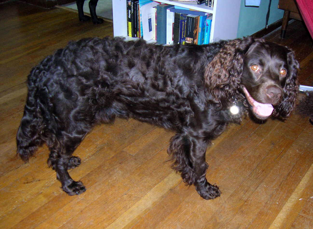 American Water Spaniel | Dog Interesting Fact & Pictures | All Wildlife ...