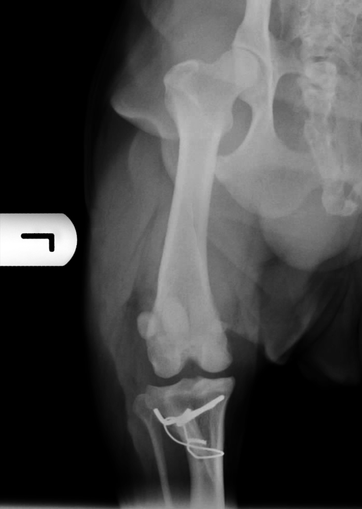 ARTROVET: Luxación de rótula en perro