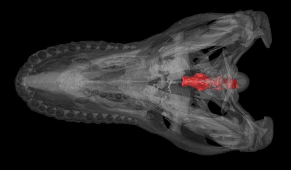 H2VP: Tyrannosaurus rex brain endocast still shots