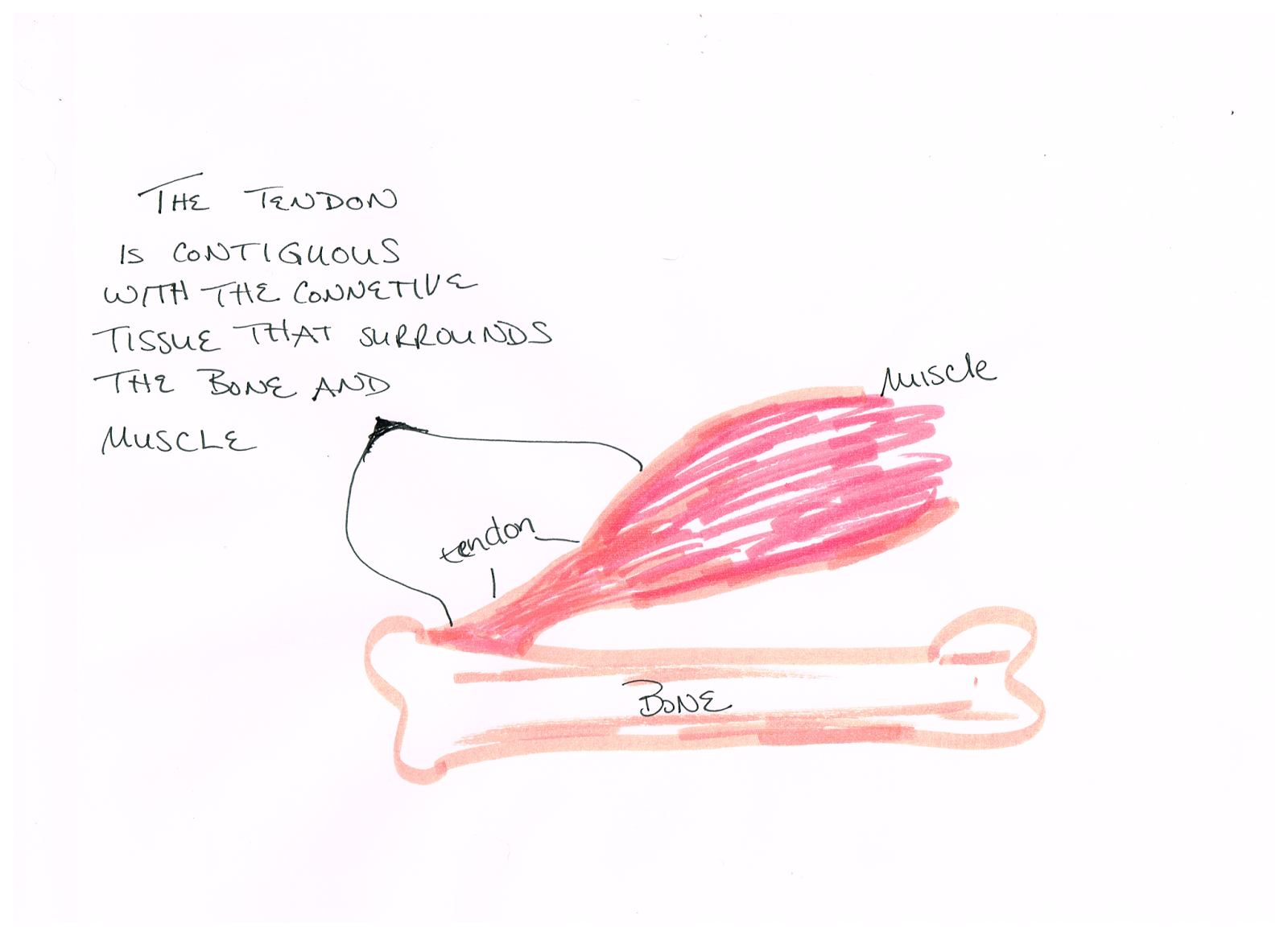 My Human Biology Blog: Chicken Leg Virtual Dissection Lab