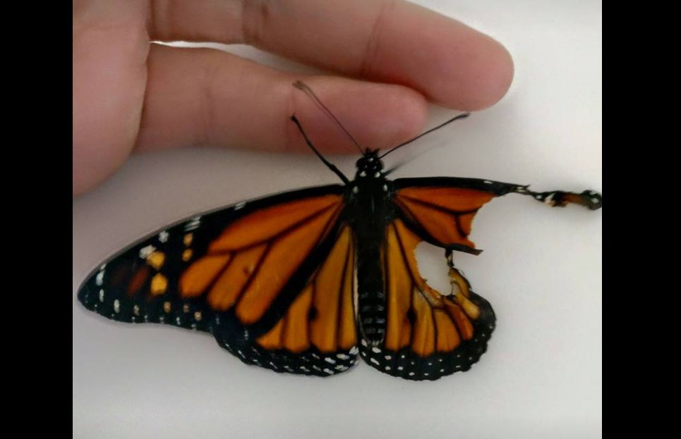 Niobelza :v: agosto 2018