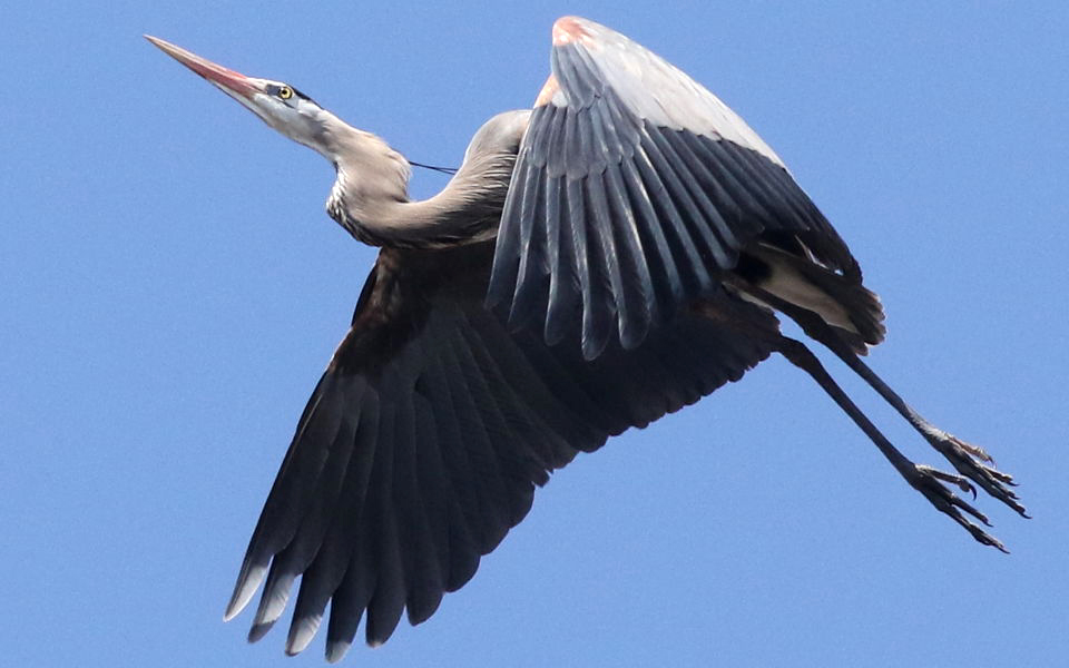 Bellas Aves de El Salvador: Ardea herodias (garza ceniza o azulada ...