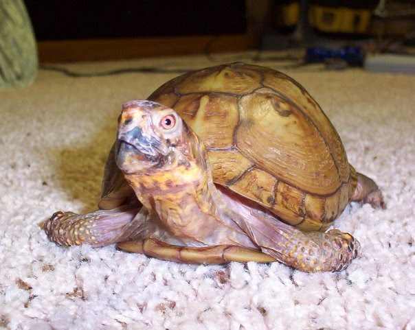 Miss Melissa's Speech : George the Turtle