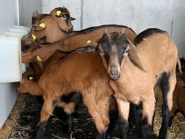 Viande de cabri bio: un délice qui n’est pas réservé à Pâques - Bio ...