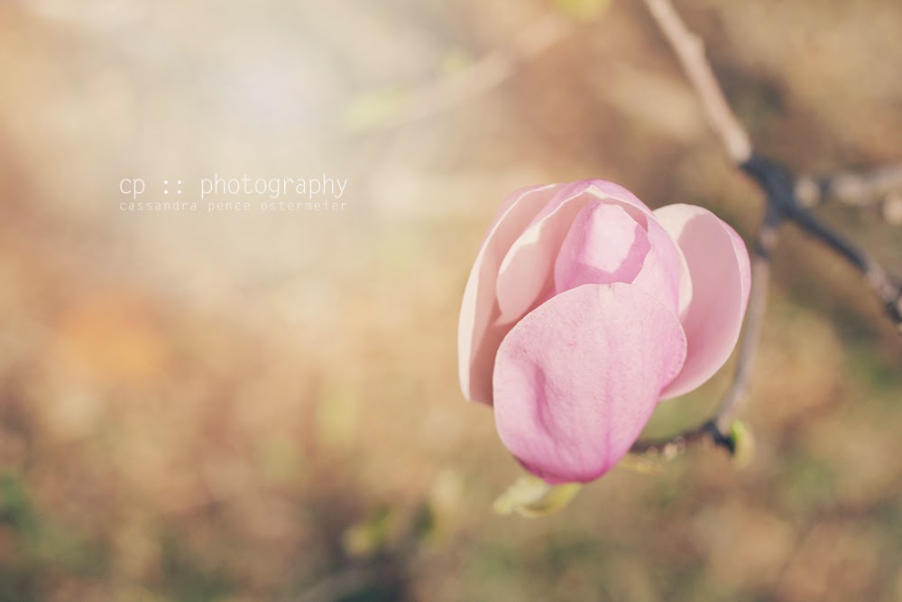 sassafras: sweet spring :: nature photography