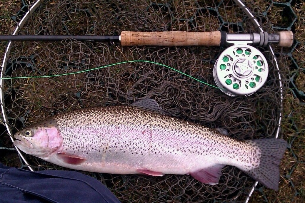 Whiteadder on the Fly: Chatton Fly Fishing, Large Rainbow Trout