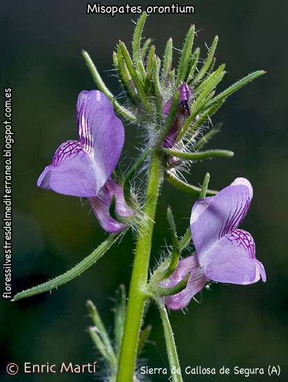 Scrophulariaceae: Misopates orontium - Flores Silvestres del Mediterráneo