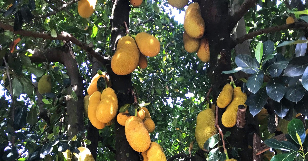Viveiro Ciprest - Plantas Nativas e Exóticas: Jaca de Polpa Mole ...