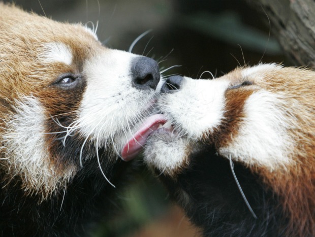 White Wolf : Adorable Red Pandas Can't Stop Kissing (Video)