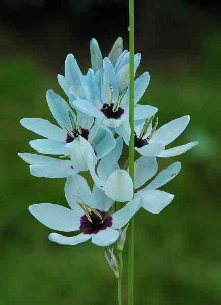 FLOWERS ENCYCLOPAEDIA: Ixia flower