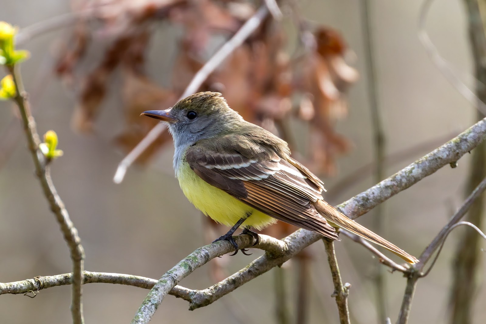 Great crested flycatcher