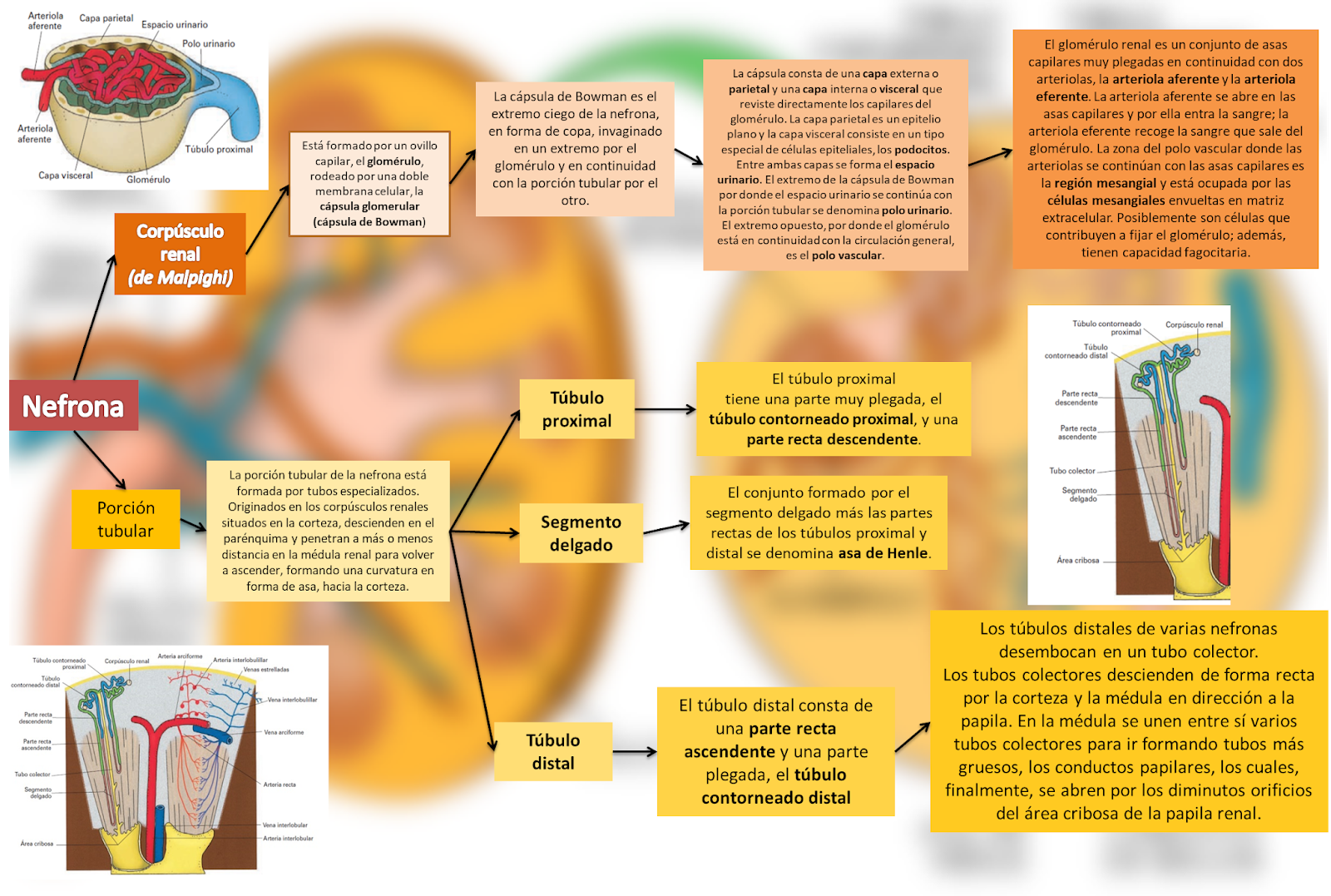 BLOG DE FISIOLOGÍA MEDICA UAS BRIANDA LÓPEZ 4-7: Nefrona