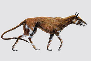Los animales en la prehistoria: Daphoenus vetus