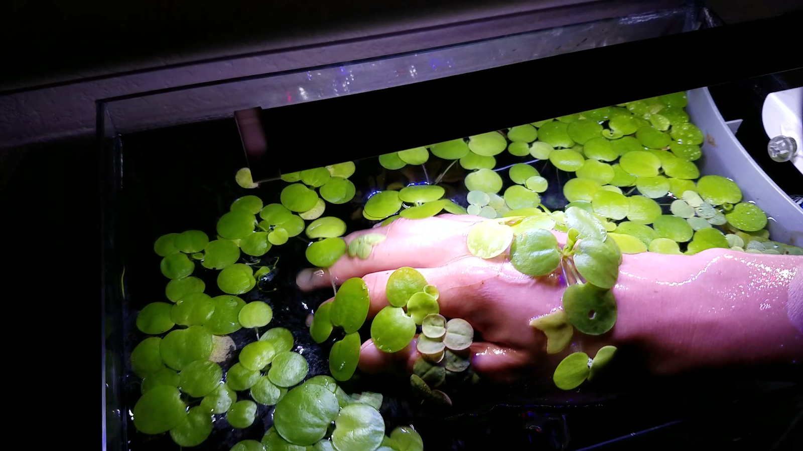 A GAMER'S WIFE: FROGBIT CARE GUIDE | How to Grow, Propagate & Contain It
