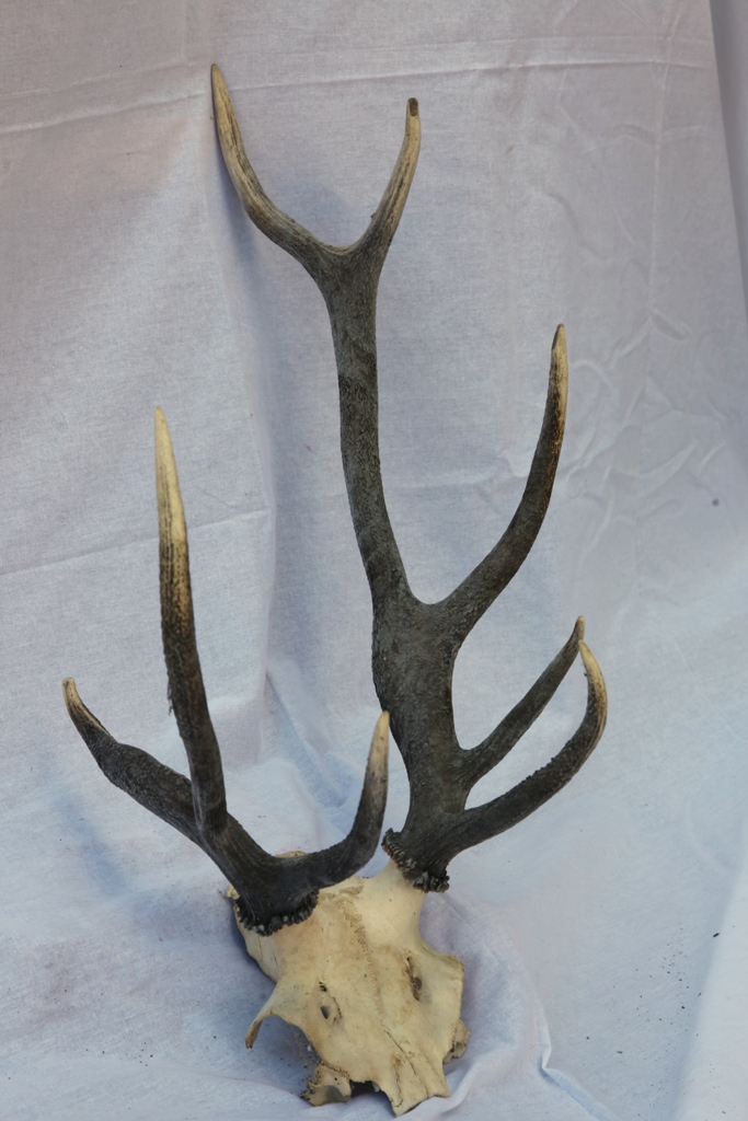 Dougarie Estate: Strange Antlers on Red Deer